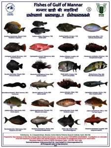 Fishes of Gulf of Mannar - CMFRI Digital Repository